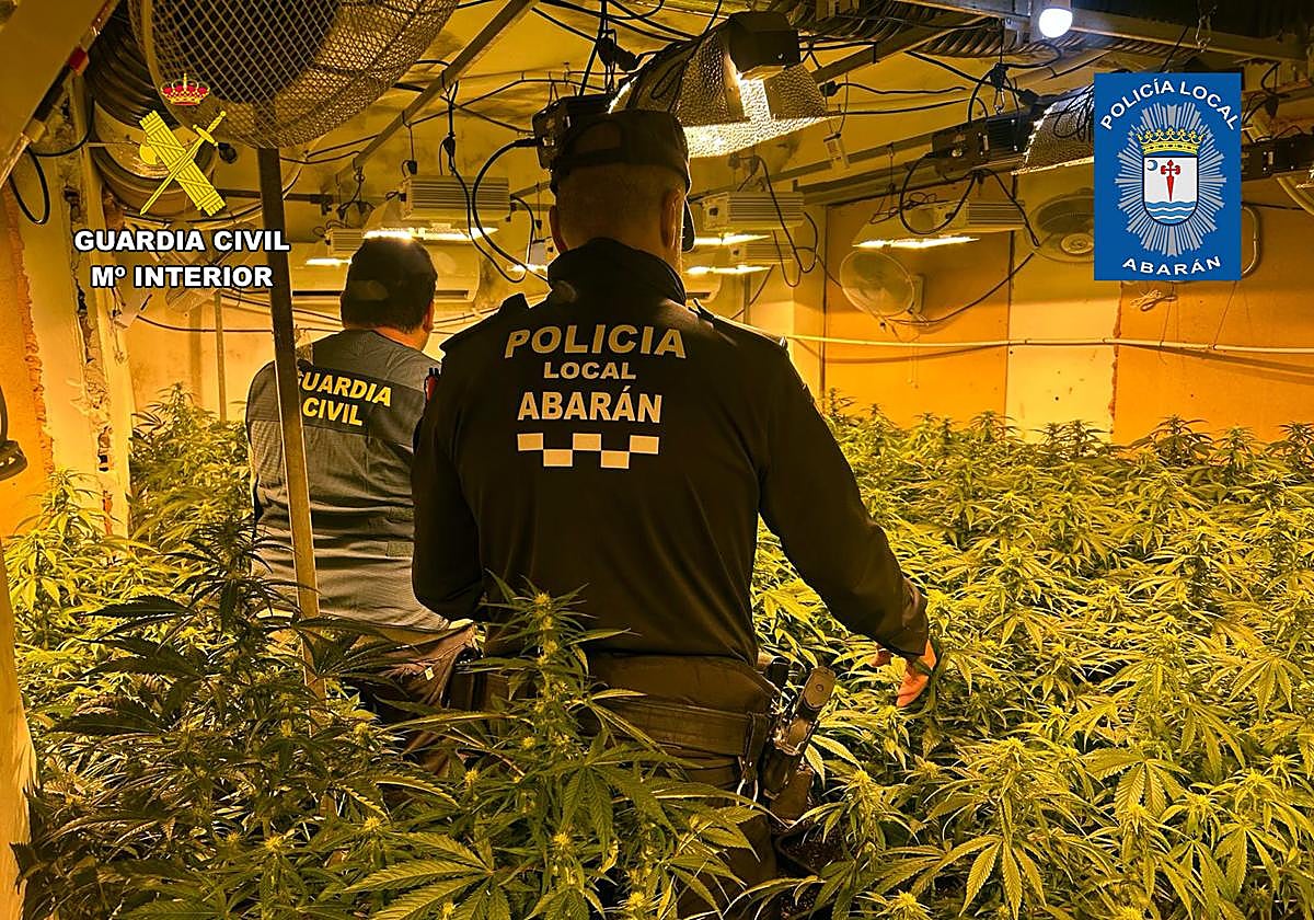 Desmantelan en Abarán una banda dedicada al cultivo de marihuana | La Verdad